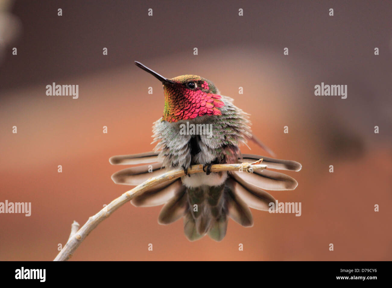 Annas hummingbird calypte anna hummingbird hi-res stock photography and ...