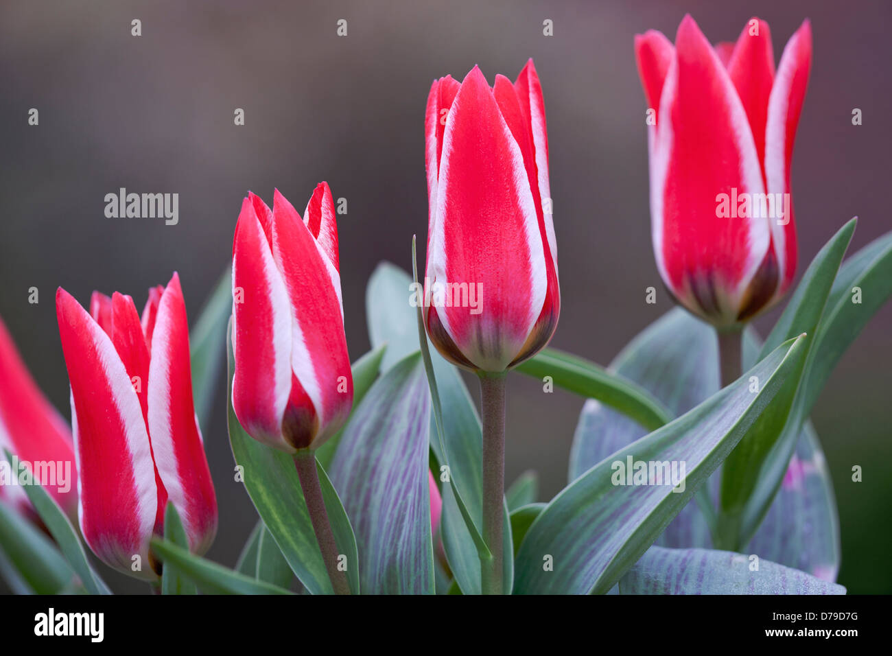 Four flowers of Dwarf tulip, Tulipa Pinocchio with scarlet and white ...