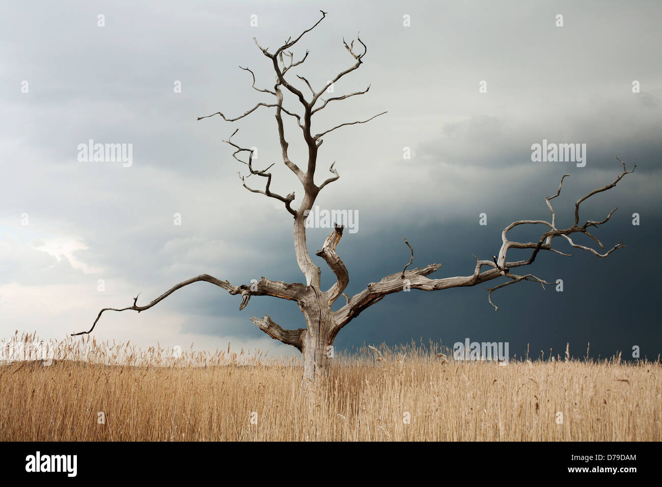 English elm tree hi-res stock photography and images - Alamy