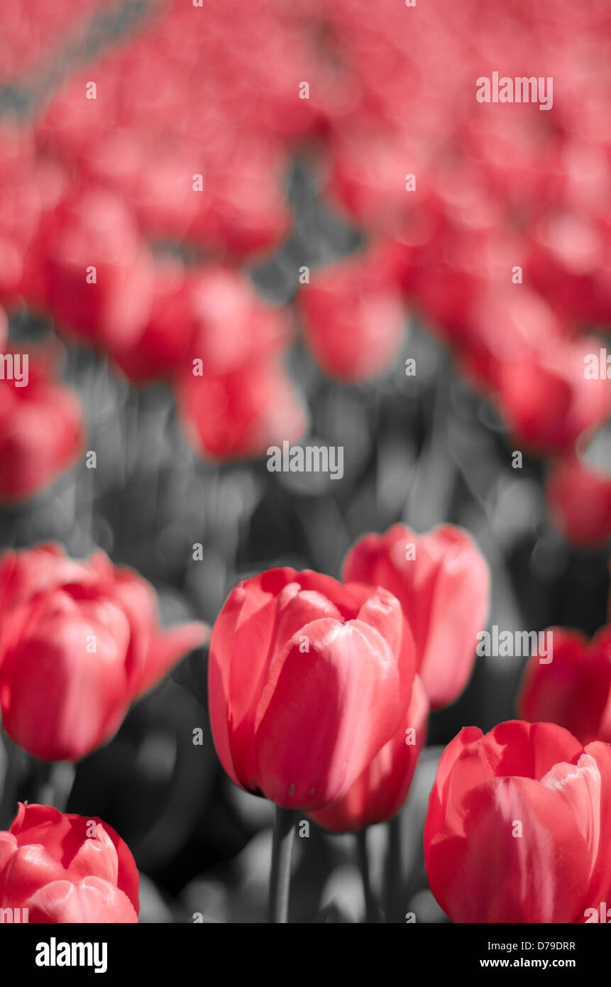 Common garden tulip hi-res stock photography and images - Alamy
