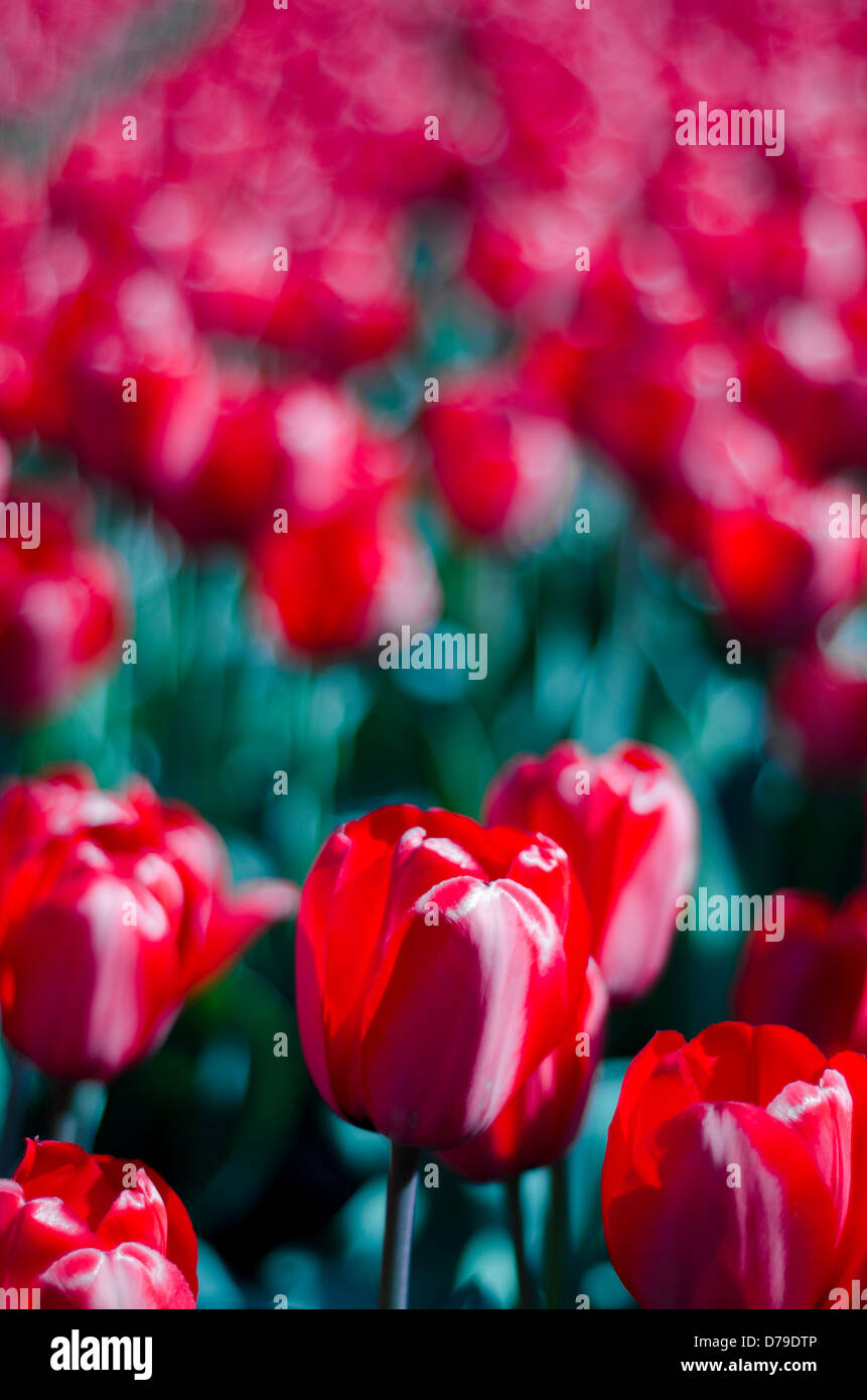 Common garden tulip hi-res stock photography and images - Alamy