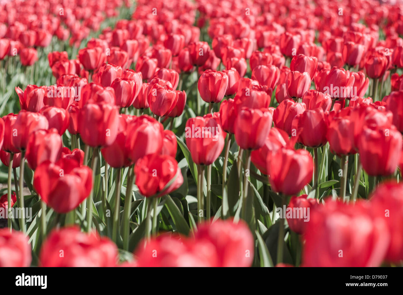 Boston common park summer hi-res stock photography and images - Alamy