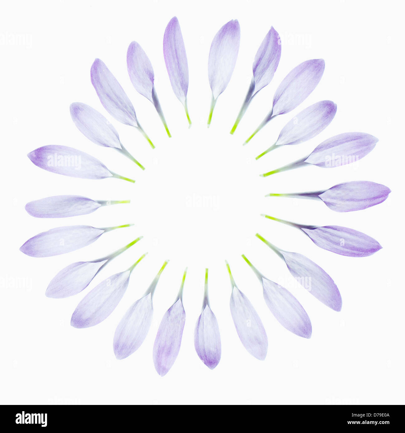 Chrysanthemum cultivar Eleonora Lilac Cremon disbud type. Pale lilac ...