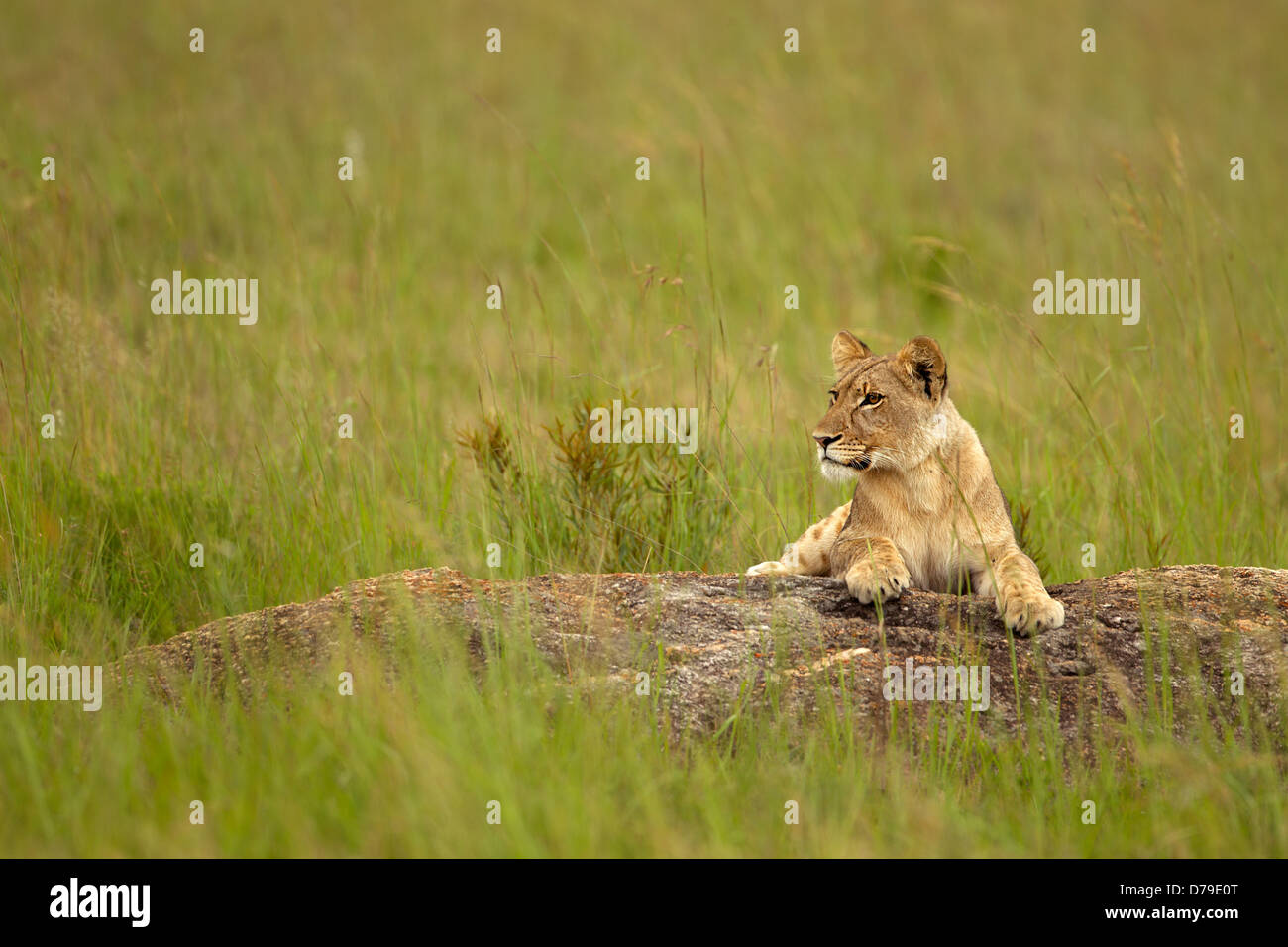 Lion sitting antelope hi-res stock photography and images - Alamy