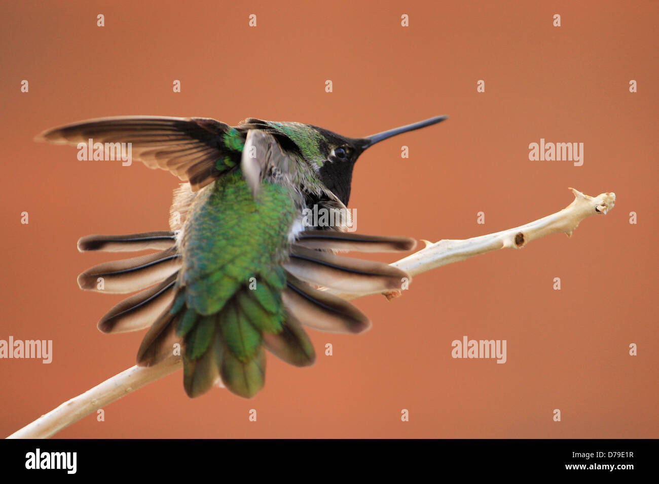 Anna's Hummingbird male (Calypte anna Stock Photo - Alamy