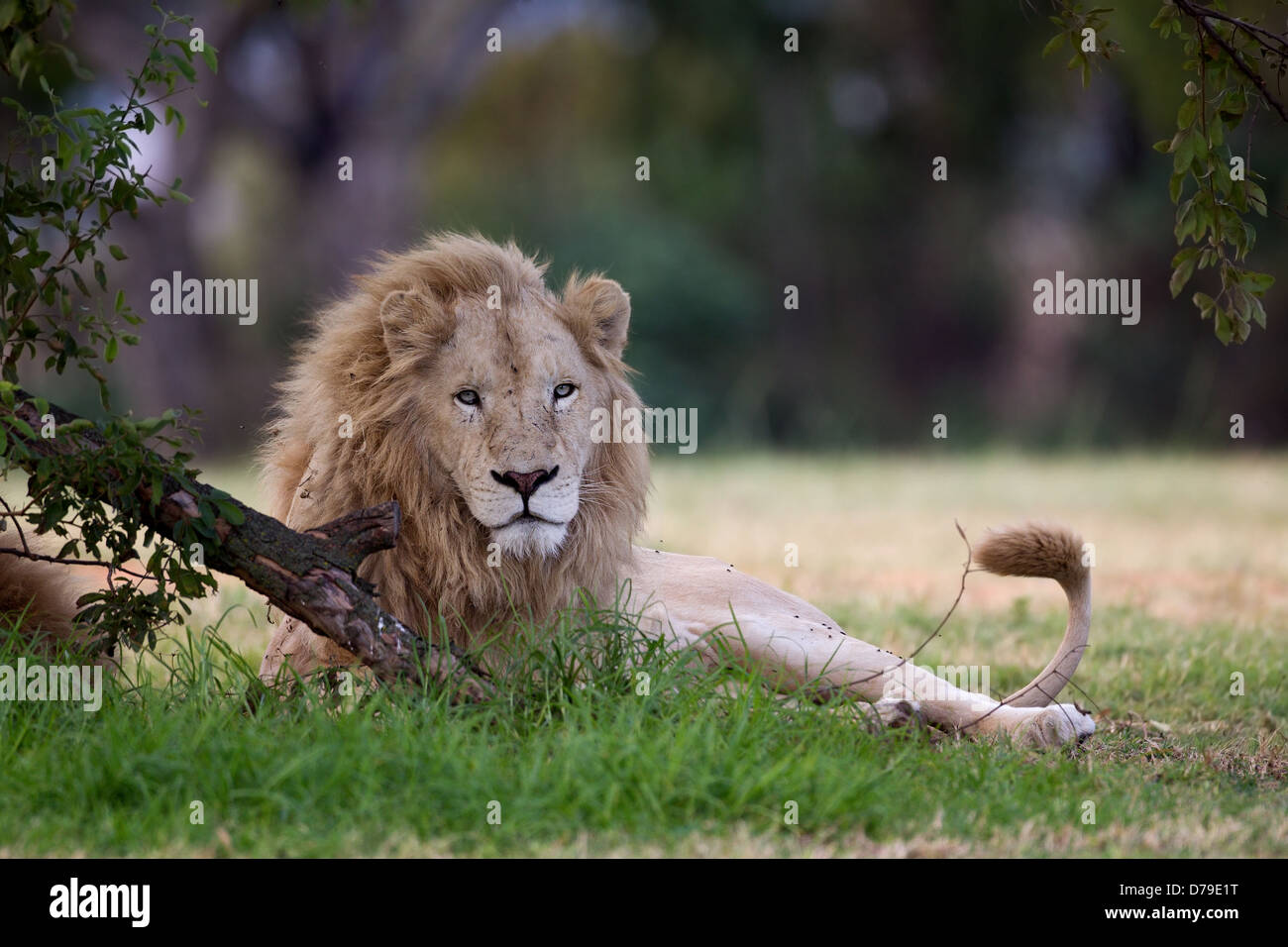 Male lions under tree hi-res stock photography and images - Alamy