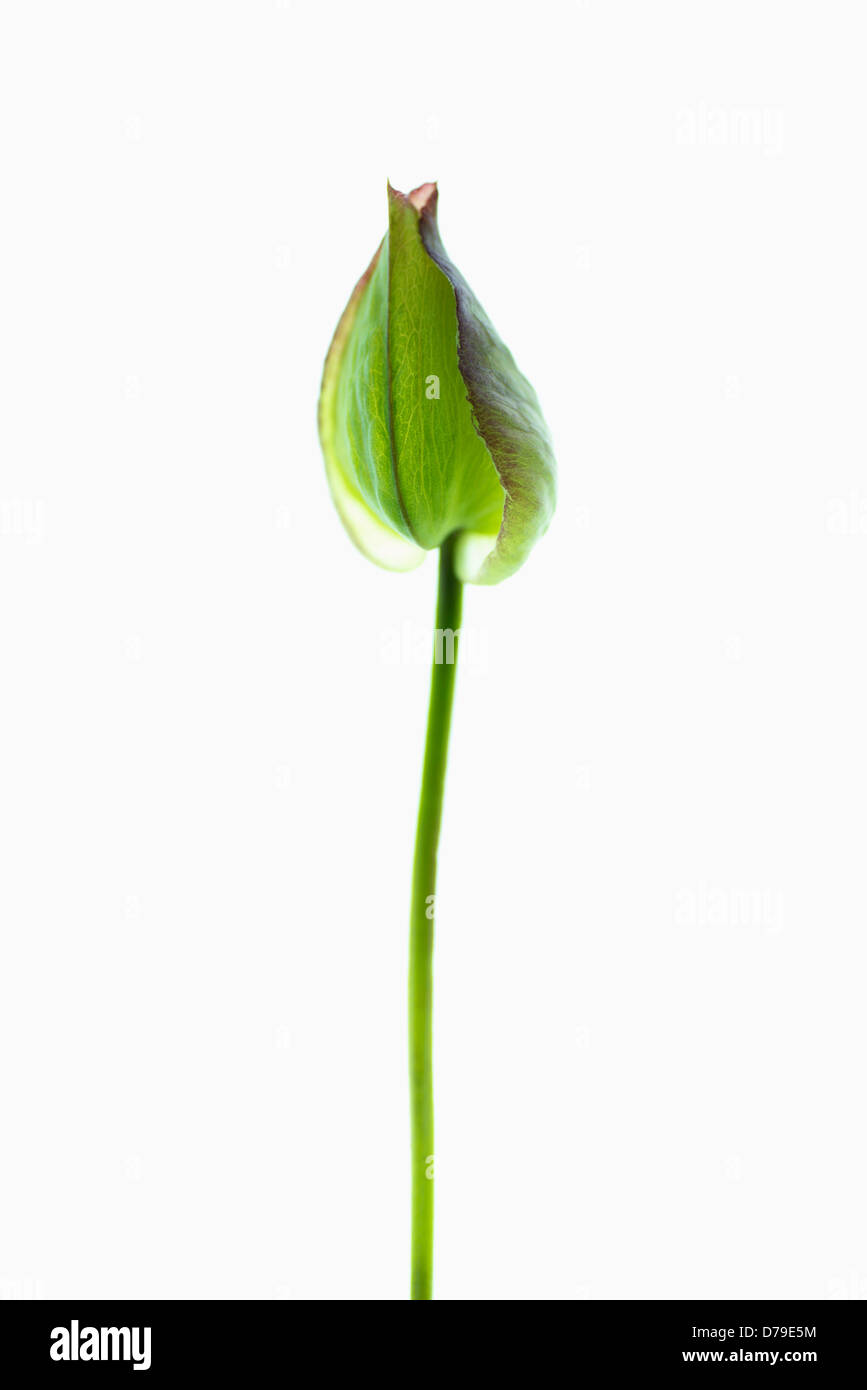 Slender stem hi-res stock photography and images - Alamy