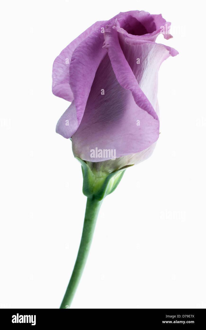 Eustoma cultivar, Individual flower, part open with furled purple ...