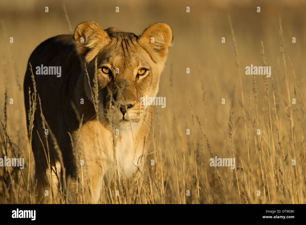 Lion predator hunting hi-res stock photography and images - Alamy