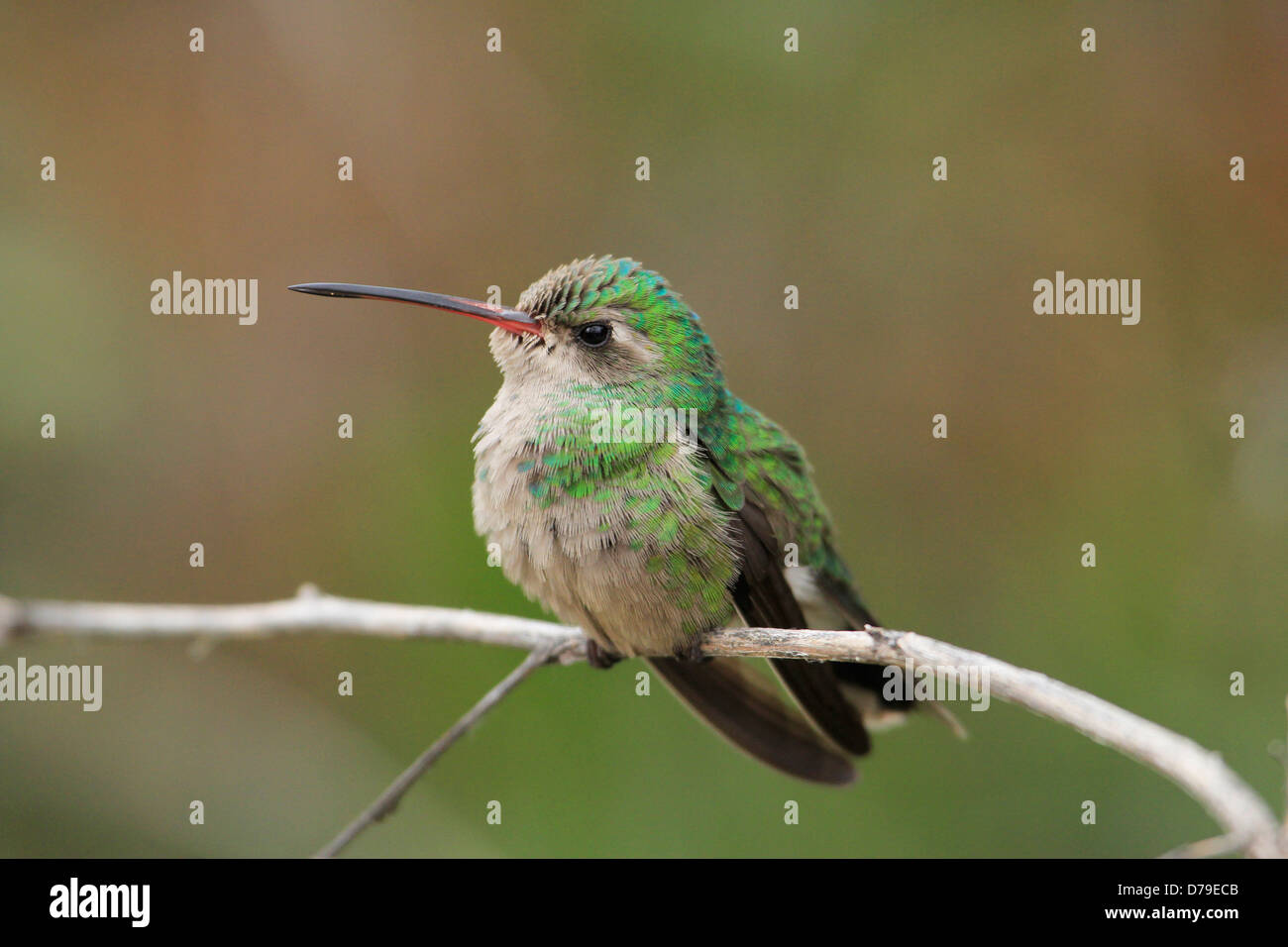 Costa's Hummingbird female (Calypte costae Stock Photo - Alamy