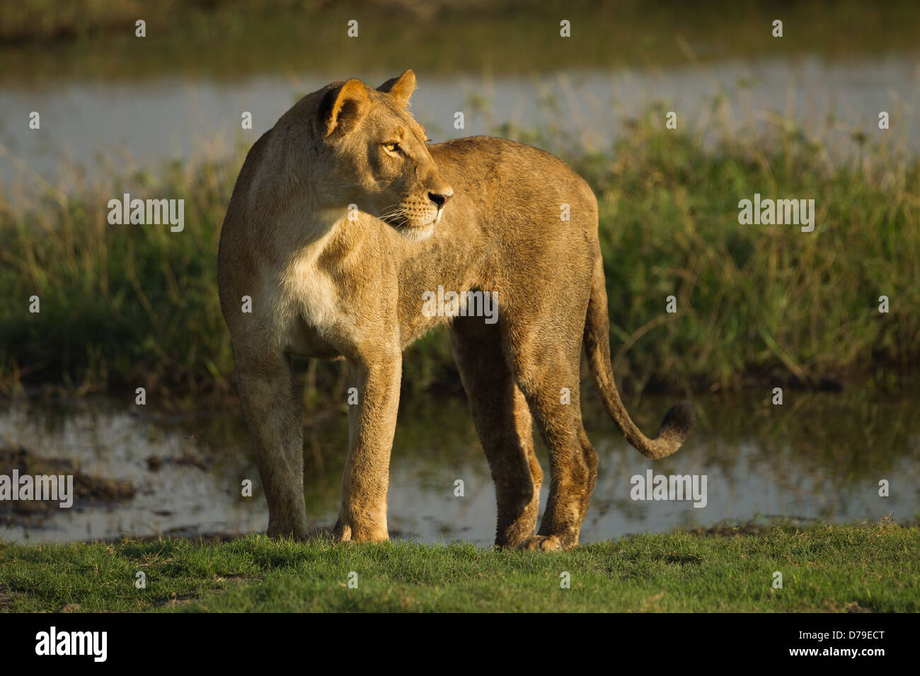lioness looking for prey in the Okavango Delta, Botswana Stock Photo ...