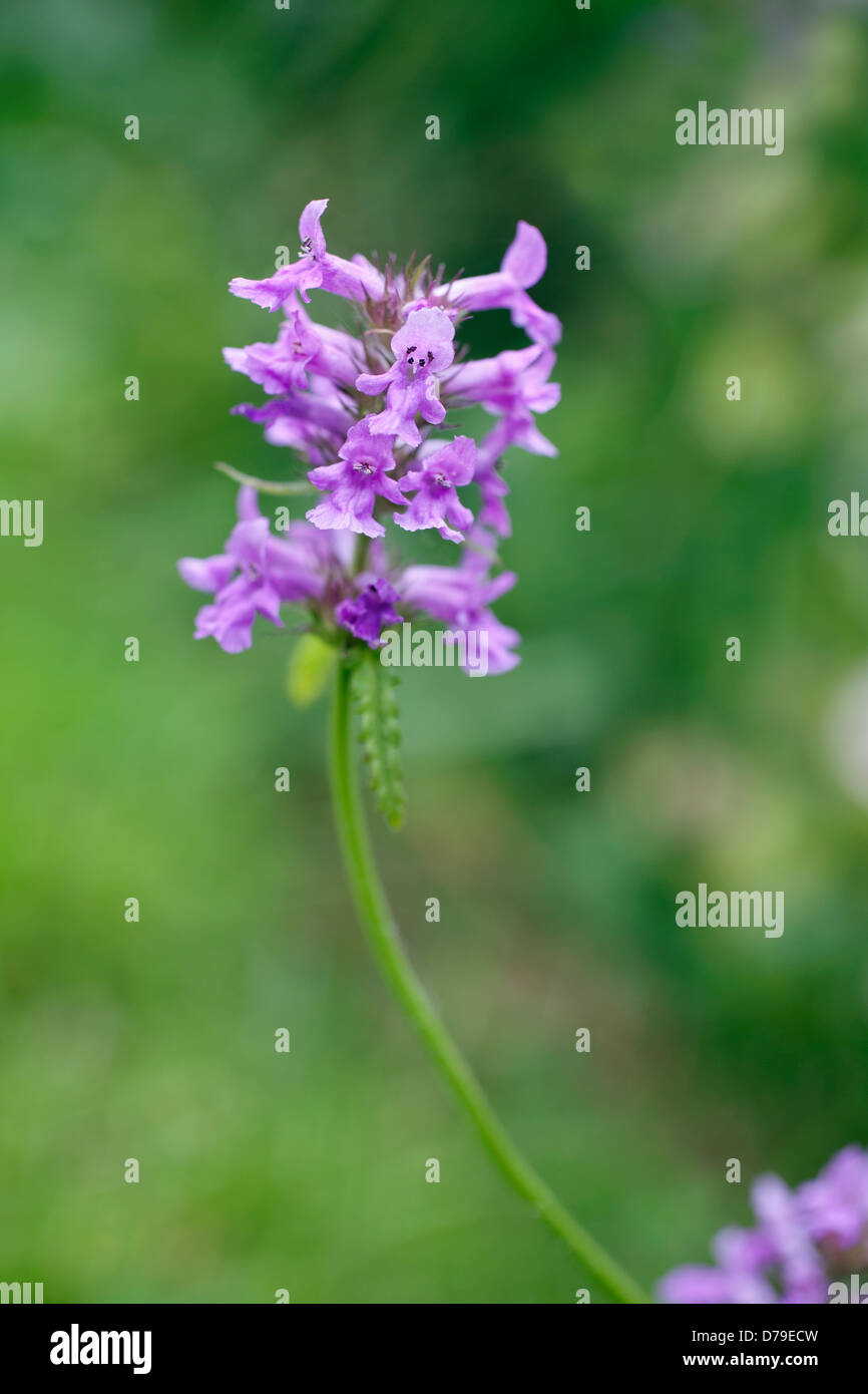 Betony, Stachys officinalis. Spike of small, tubular, purple - blue ...