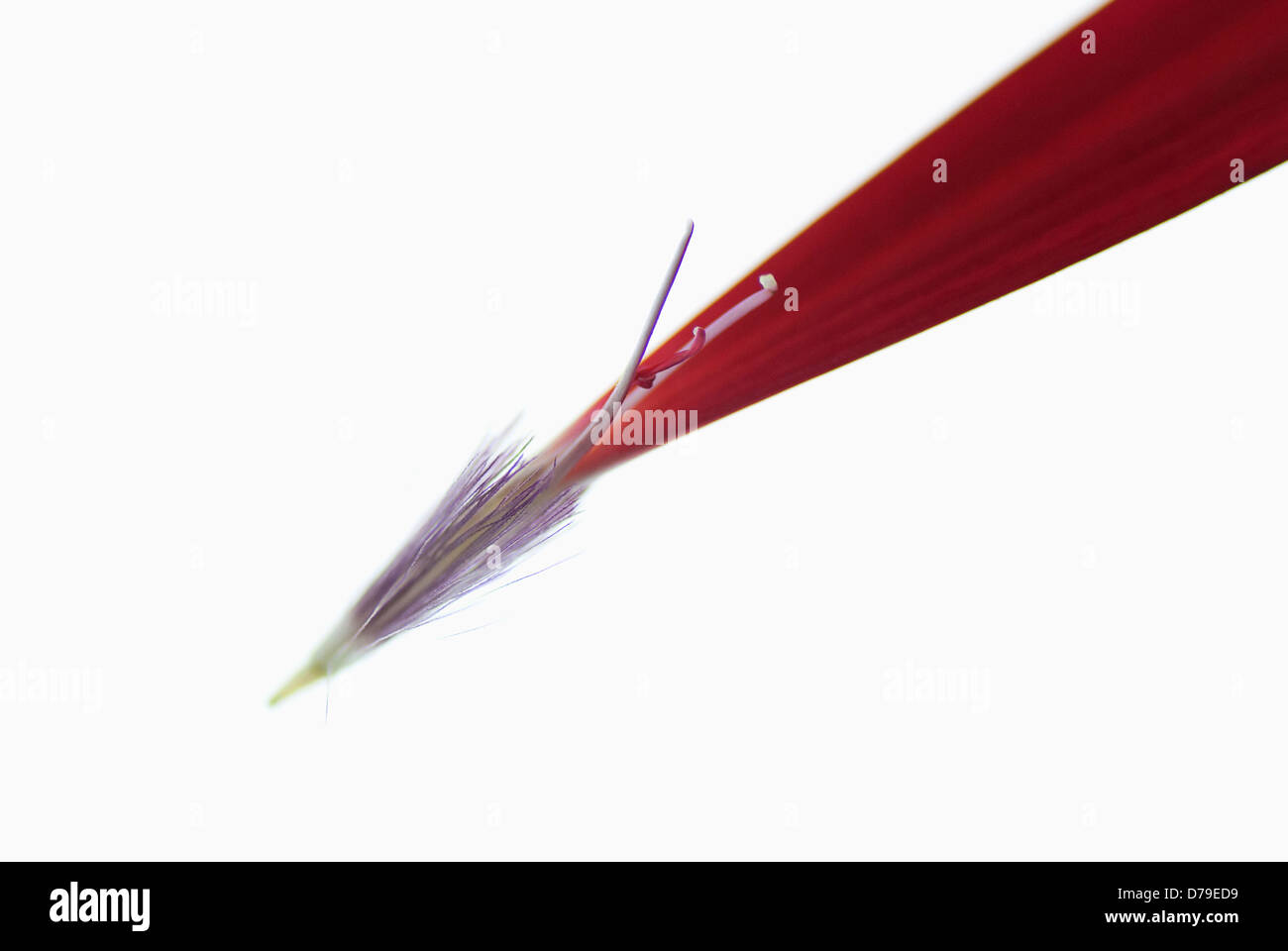 Gerbera jamesonii 'Ruby Red' Single petal showing pointed detail and ...