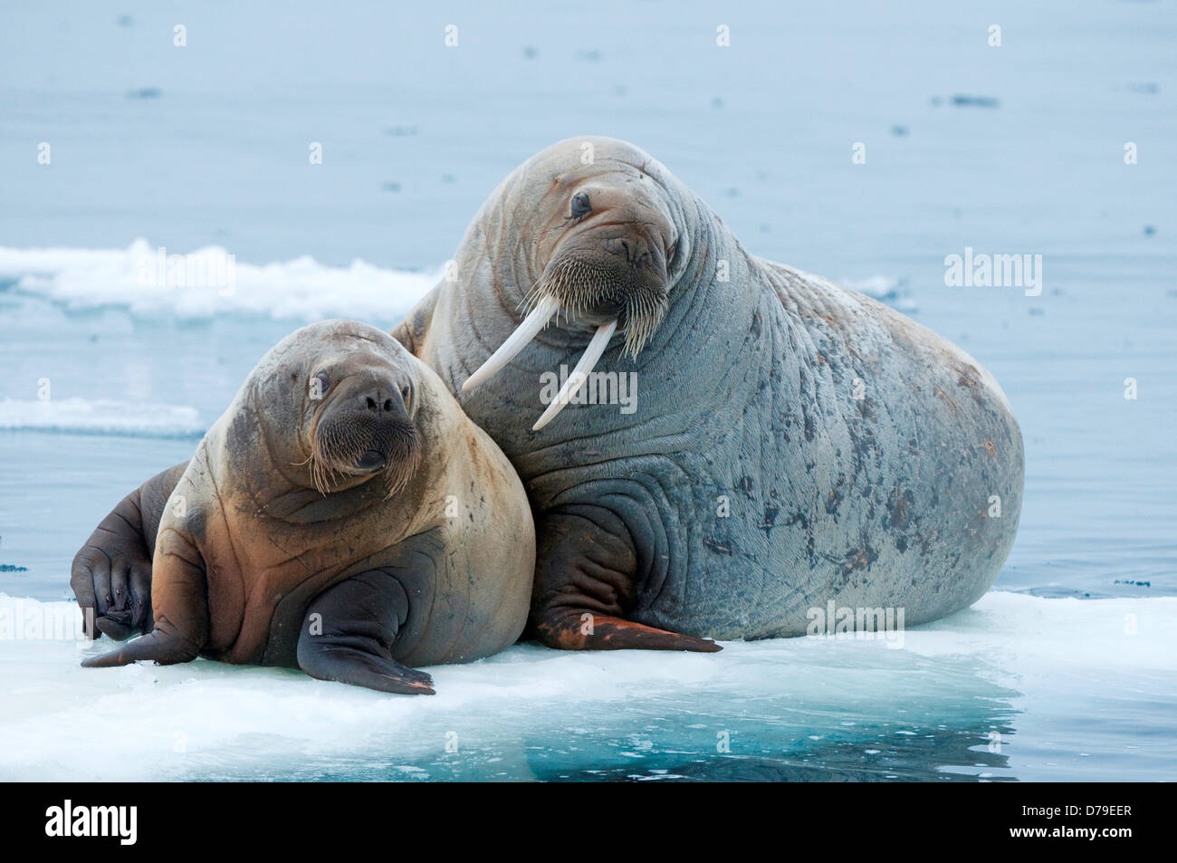 Walrus Calf High Resolution Stock Photography and Images - Alamy