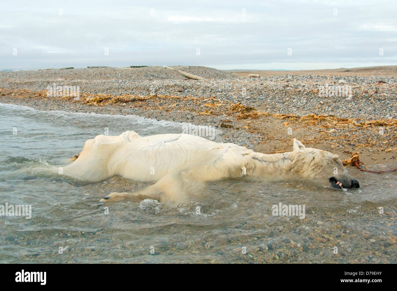 Starving bear hi-res stock photography and images - Alamy