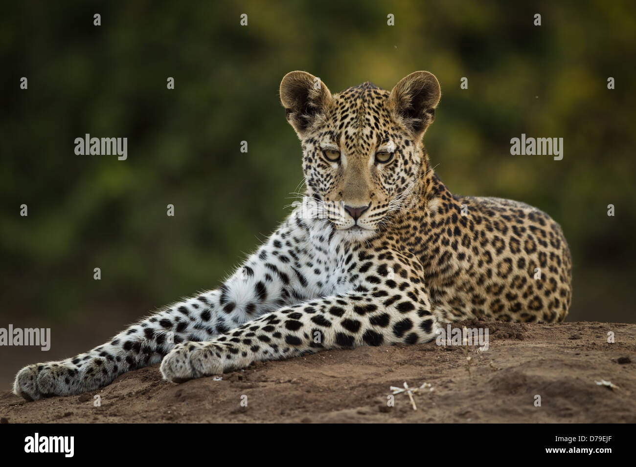 Leopard young hi-res stock photography and images - Alamy