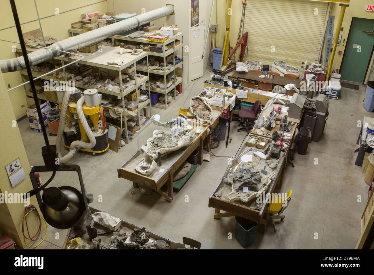 Dinosaur bones fossils hi-res stock photography and images - Alamy