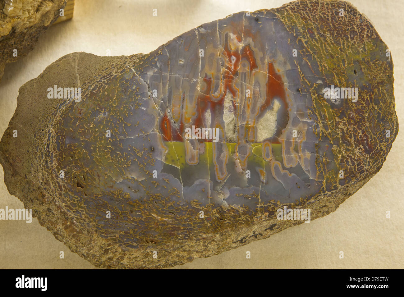 Cut and polished dinosaur bone shows colorful crystals in marrow area ...