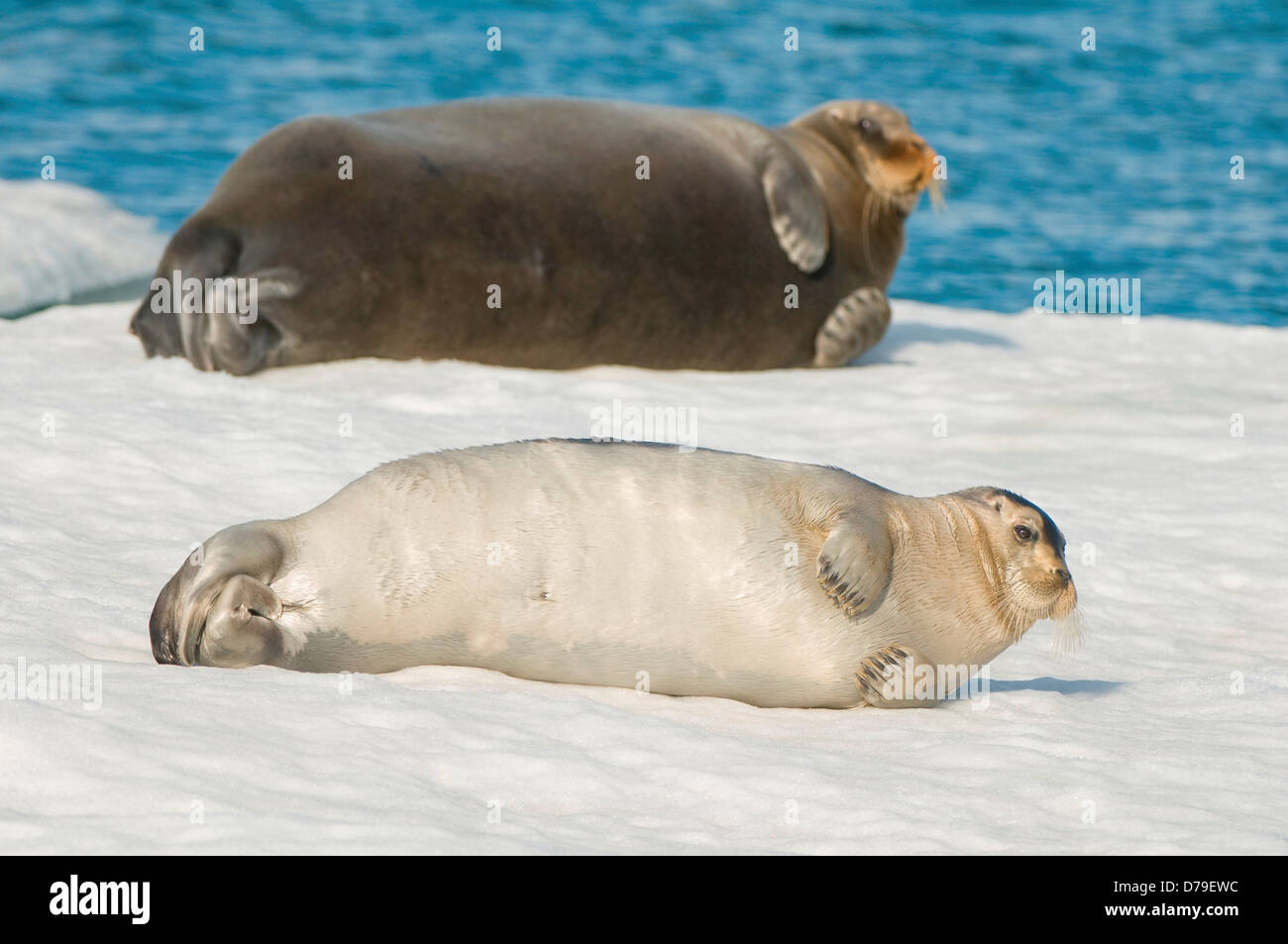 Bearded seal Erignathus barbatus cow pup rest on sea ice floating off ...