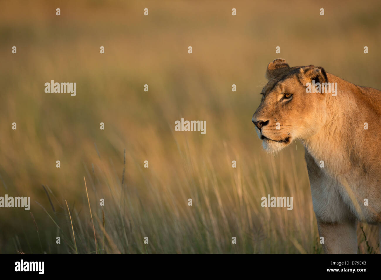 Serious portrait profile hi-res stock photography and images - Alamy