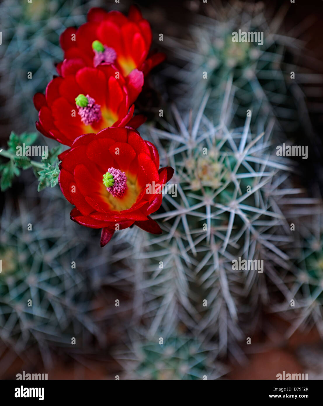 Red hedgehog cactus flower hi-res stock photography and images - Alamy