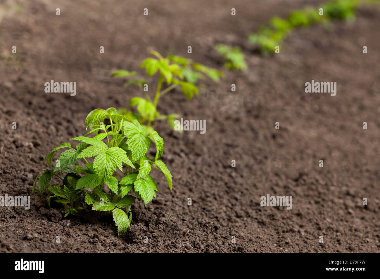 Raspberry seedling hi-res stock photography and images - Alamy