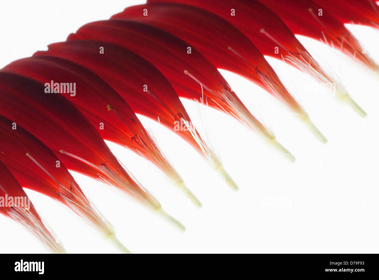 Gerbera jamesonii Barberton daisy cultivar 'Ruby Red', Individual ...