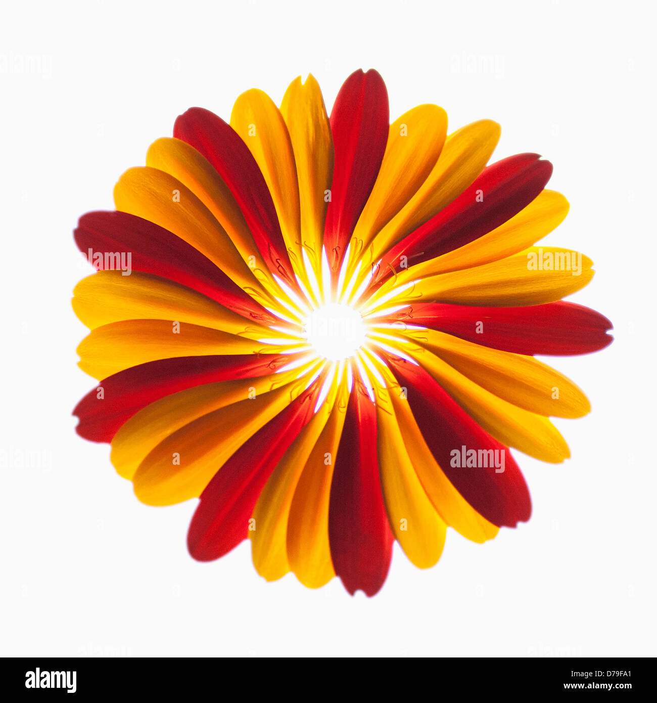 Gerbera jamesonii 'Optima' and Gerbera Jamesonii 'Ruby Red'. Red and ...