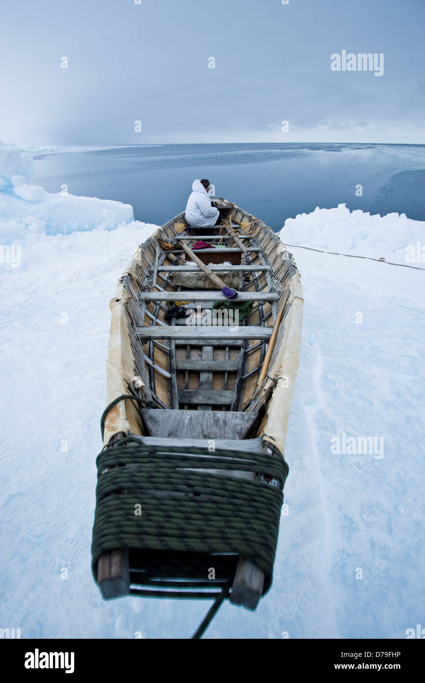Bearded seal alaska hi-res stock photography and images - Alamy
