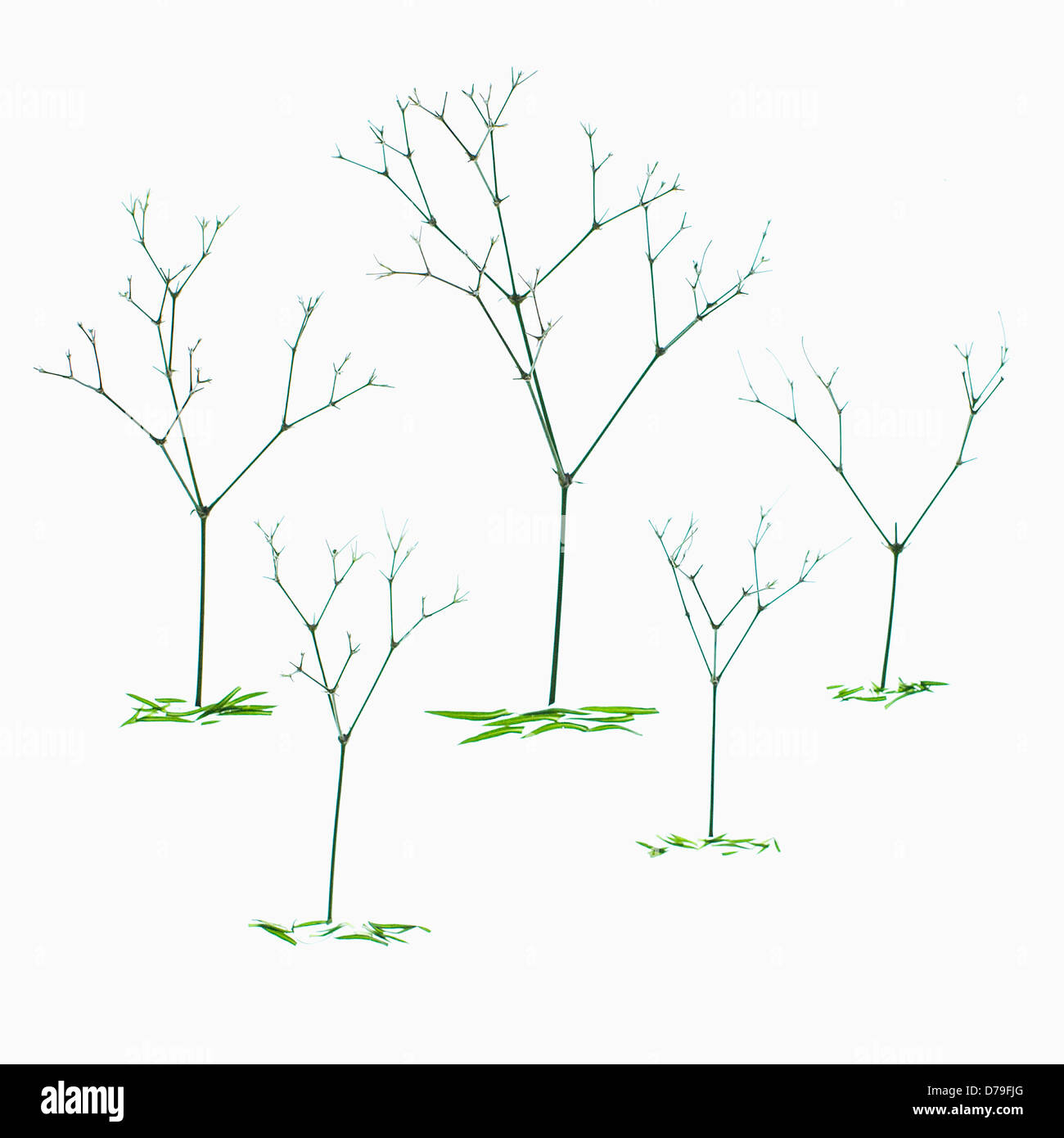 Gypsophila paniculata blancanieves hi-res stock photography and images ...