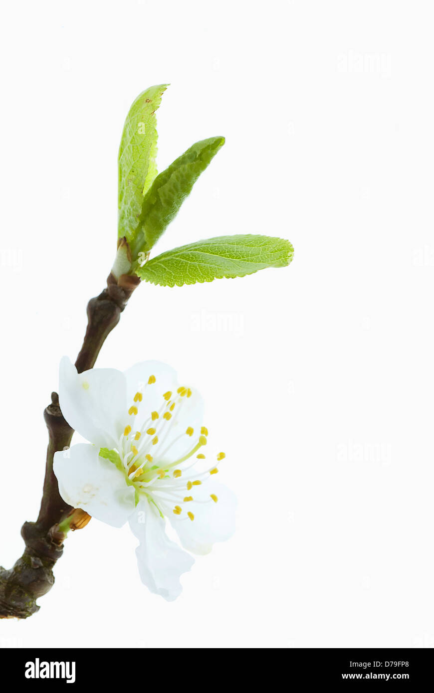 Prunus cerasifera flower Cut Out Stock Images & Pictures - Alamy