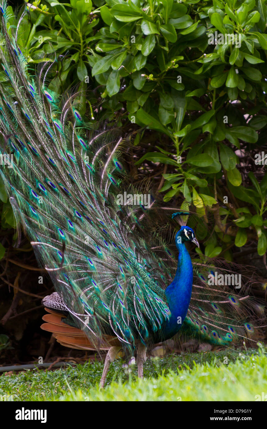 Peacock in tropical climate Stock Photo - Alamy