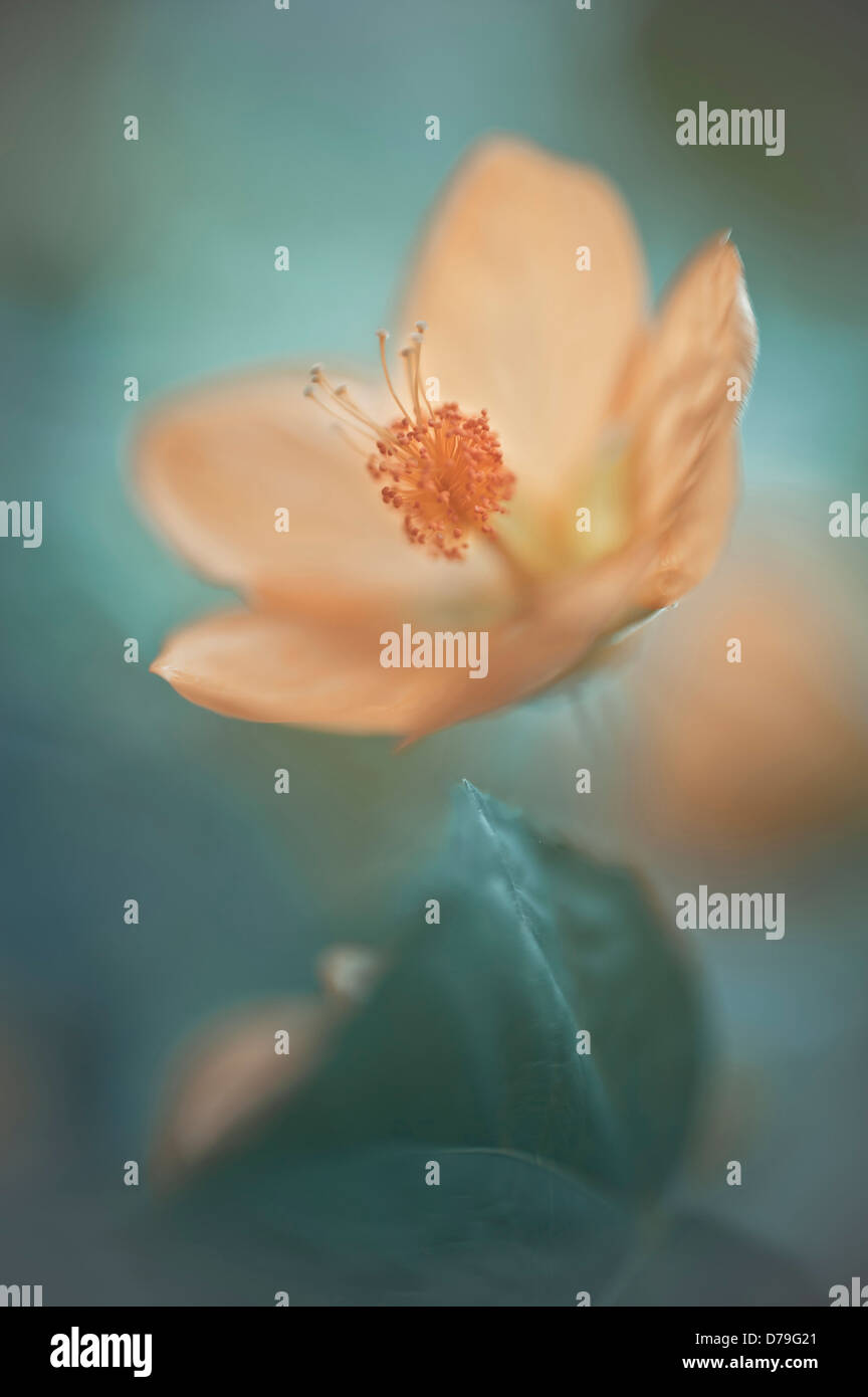 Abutilon X Hybridum High Resolution Stock Photography and Images - Alamy