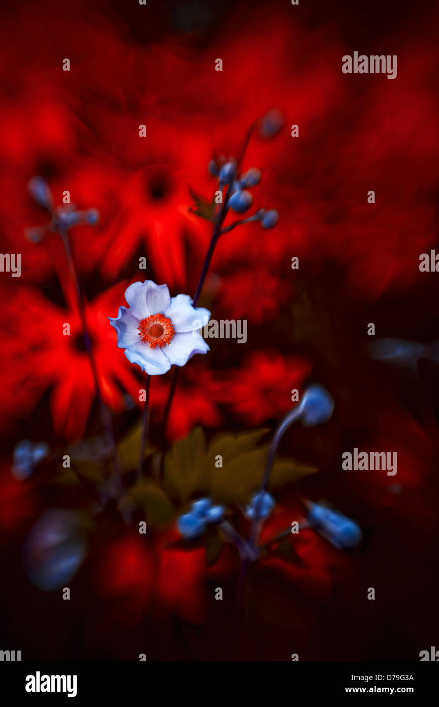 Anemone hupehensis Single open flower with white petals yellow centre ...