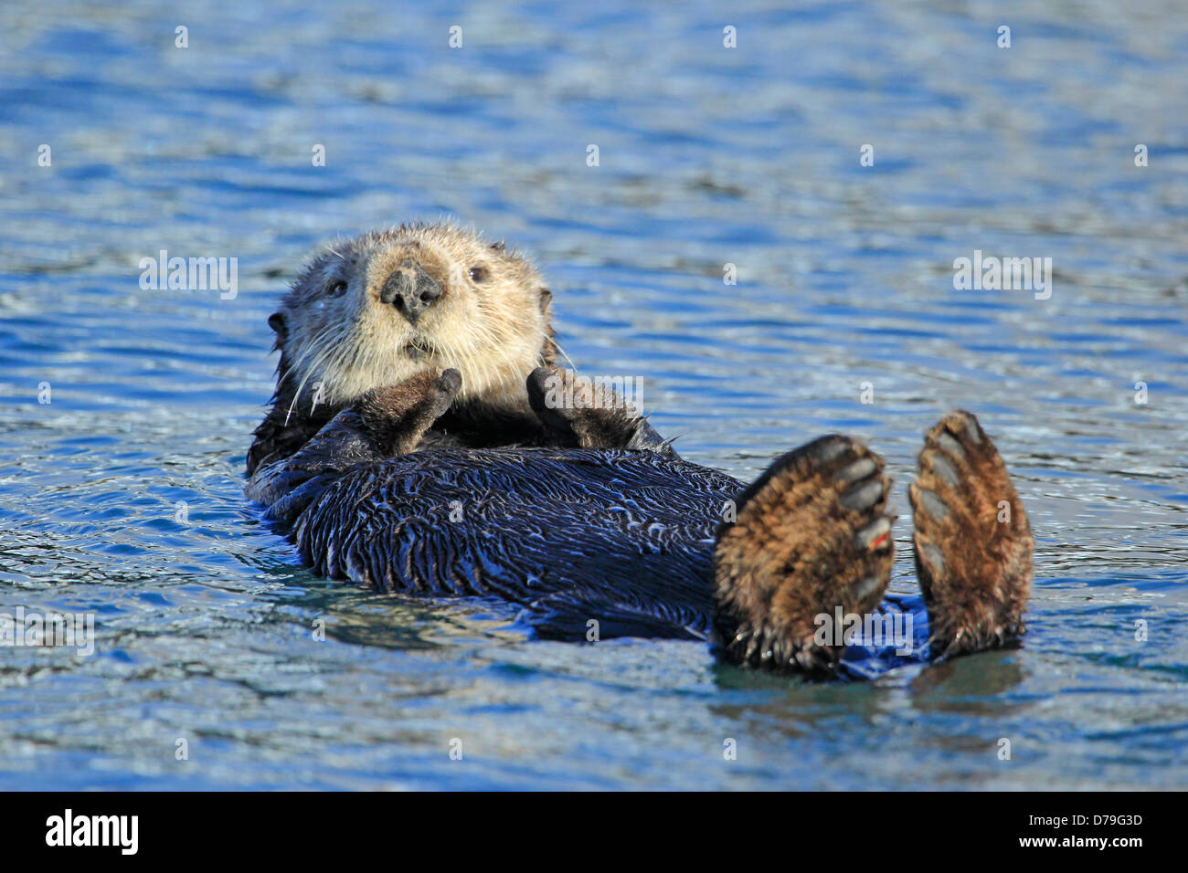 Sea otter (Enhydra lutris Stock Photo - Alamy