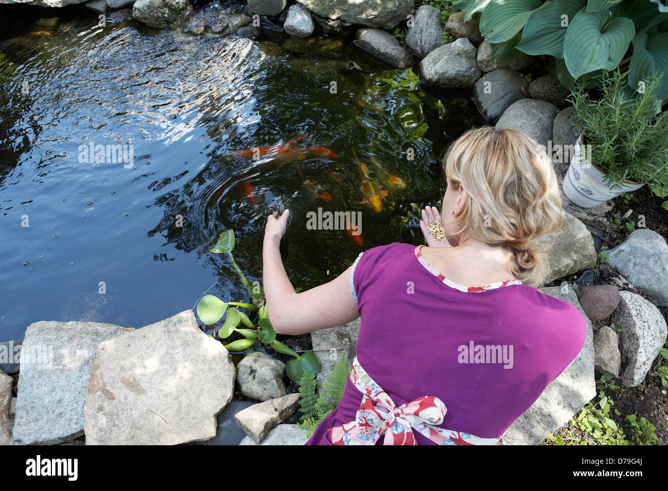 Woman feeding Koi fish Stock Photo - Alamy