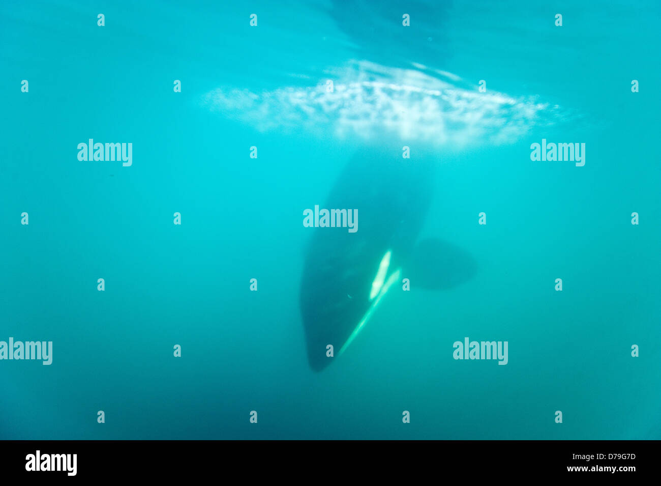 Killer whale park underwater hi-res stock photography and images - Alamy