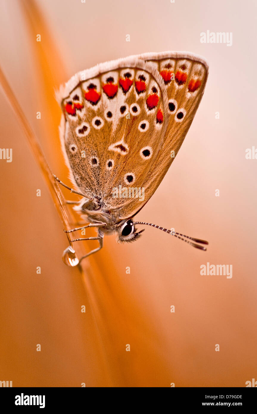 Blue Butterfly Wings Side View