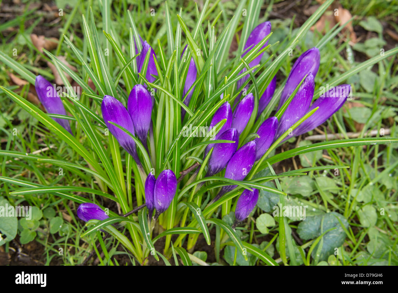Spring is on its way as flowers start to appear Stock Photo - Alamy