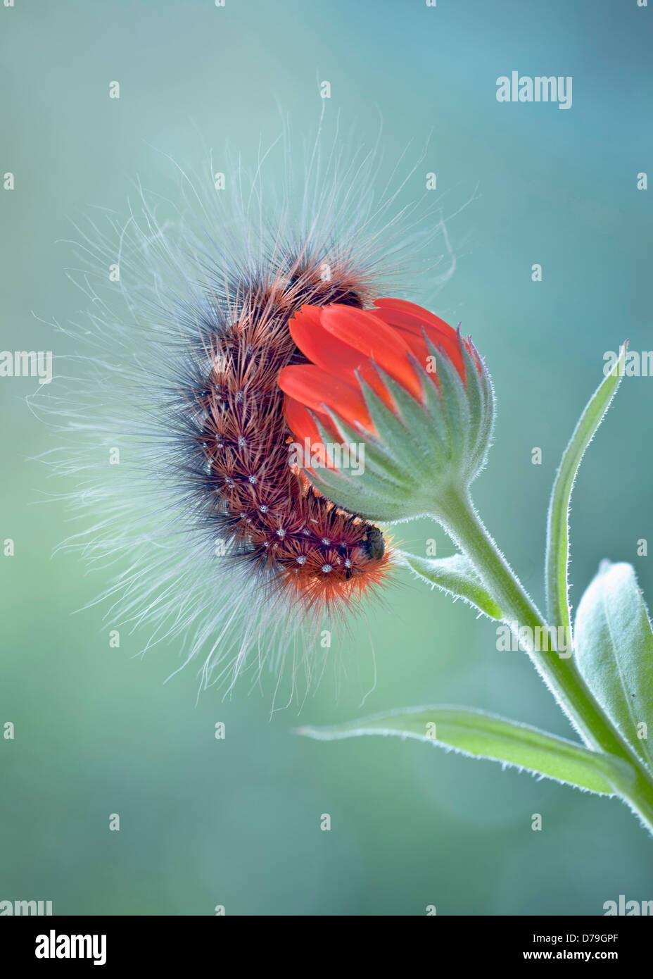 Hairy caterpillar on Marigold, Calendula officinalis, curled around ...