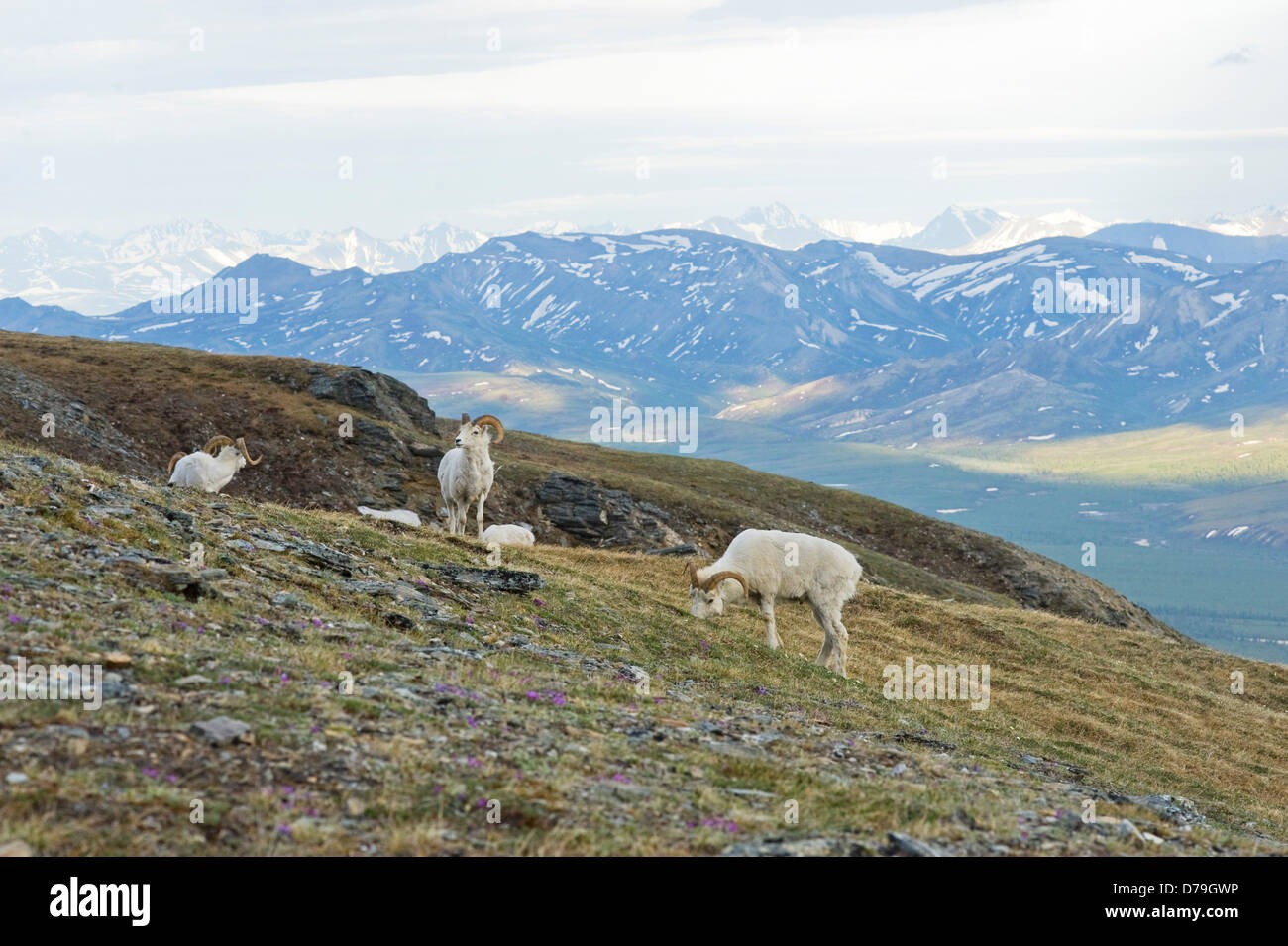 Primrose ridge denali national park hi-res stock photography and images ...