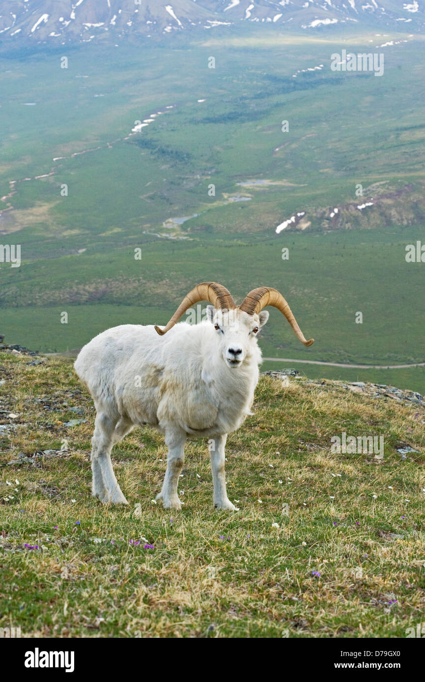 Primrose ridge denali national park hi-res stock photography and images ...