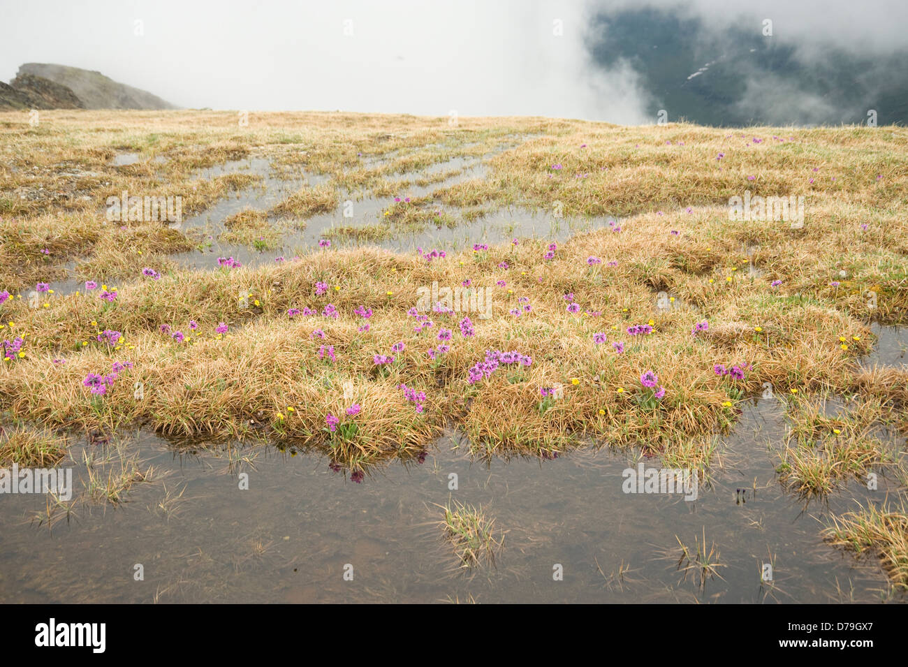 Wet meadow in denali national park hi-res stock photography and images ...