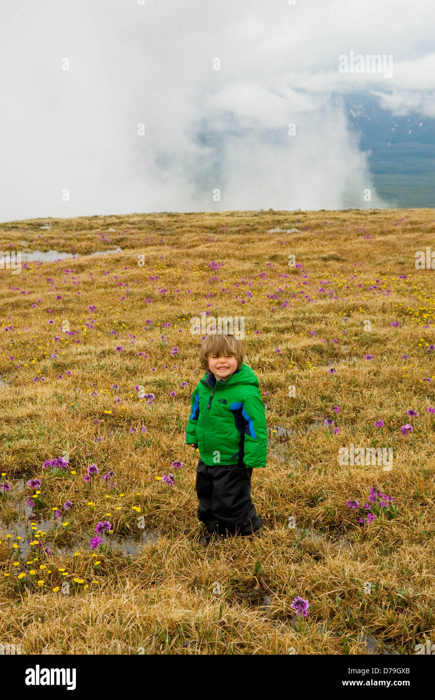 Primrose Ridge Denali National Park High Resolution Stock Photography ...