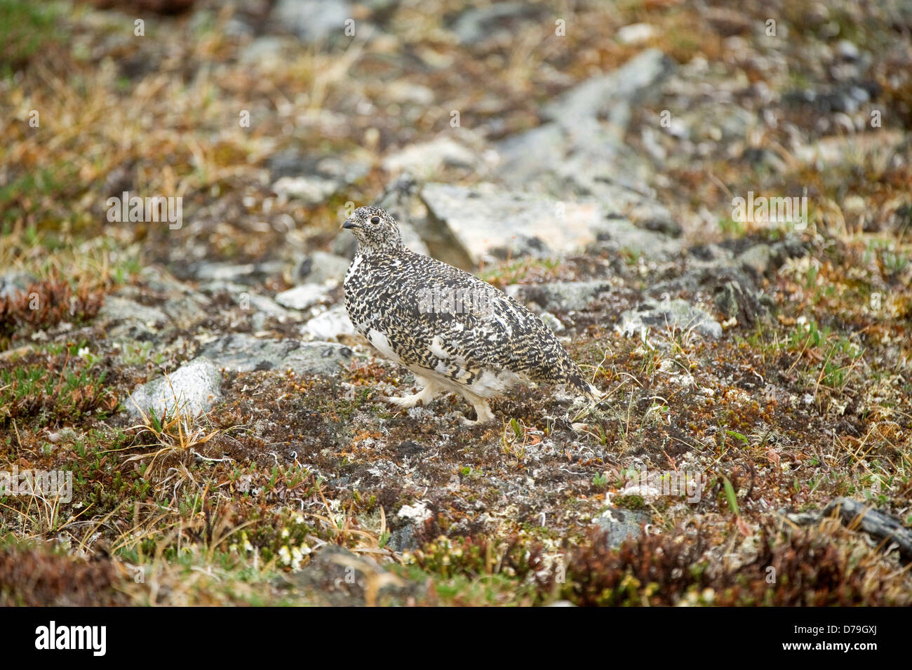 Primrose Ridge Denali National Park High Resolution Stock Photography ...