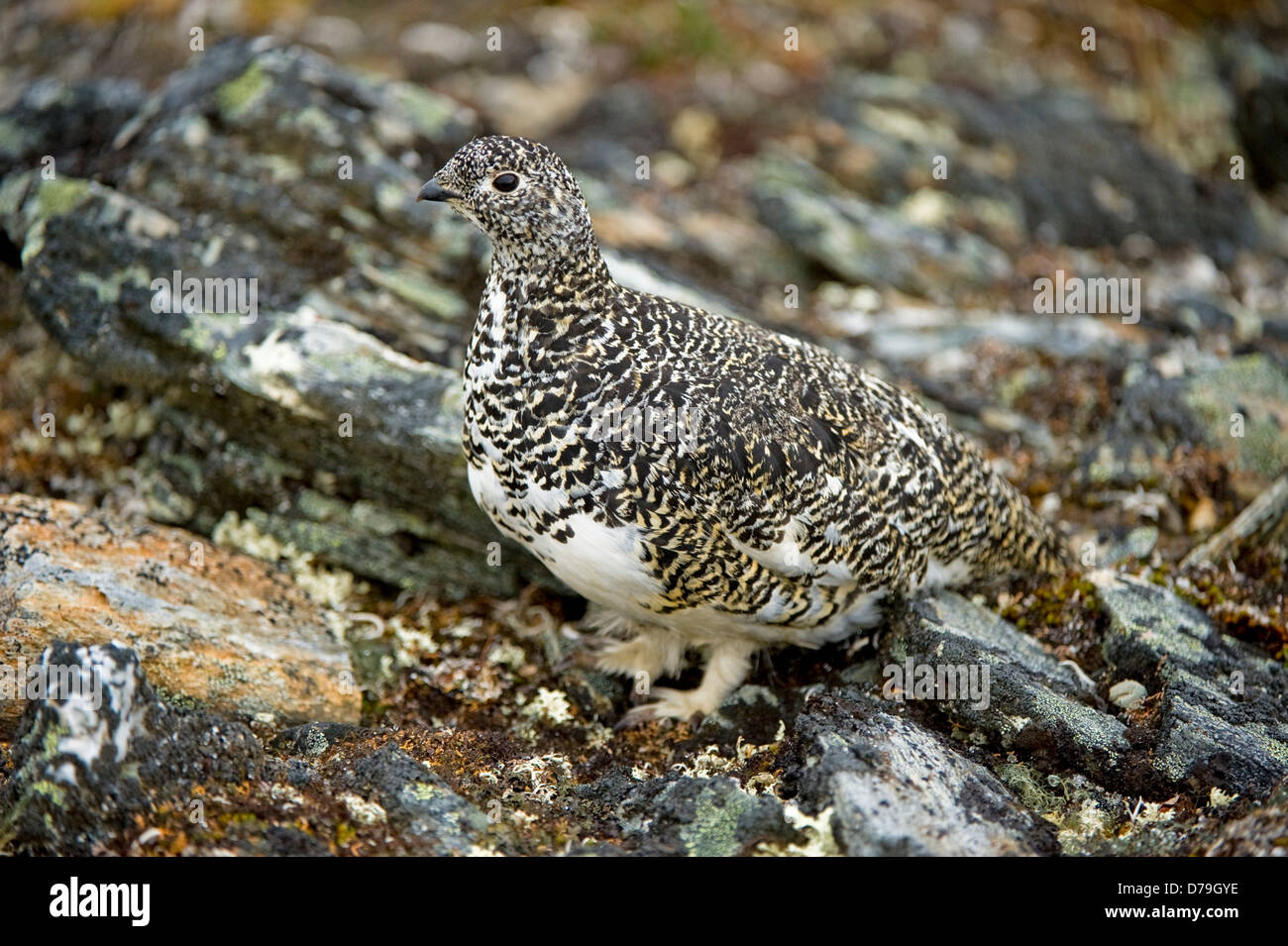 Primrose Ridge Denali National Park High Resolution Stock Photography ...