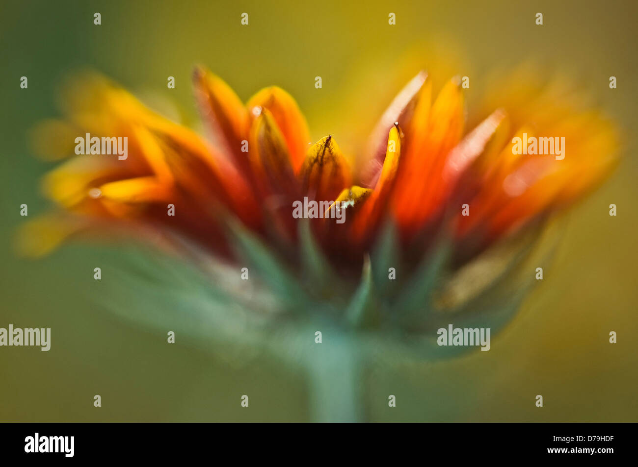 Individual focus hi-res stock photography and images - Alamy