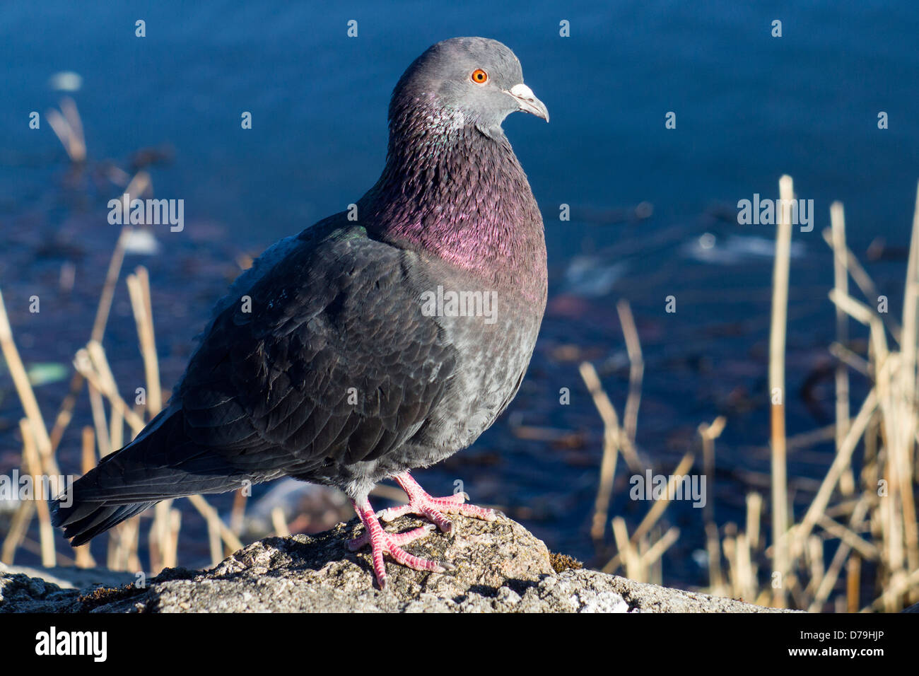 Portrait of a Rock Dove Stock Photo - Alamy