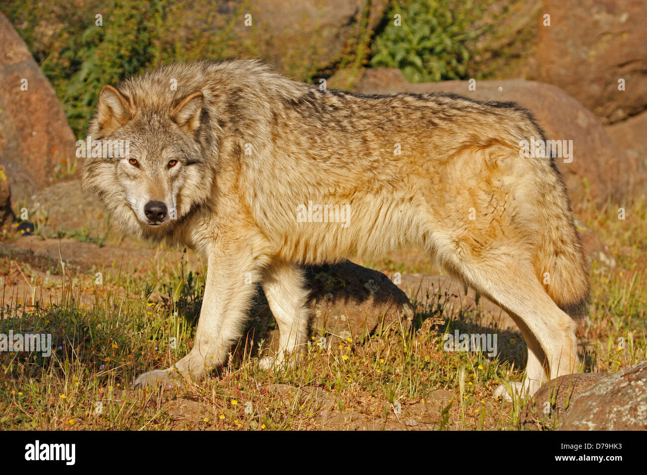 Gray wolf (Canis lupus Stock Photo - Alamy