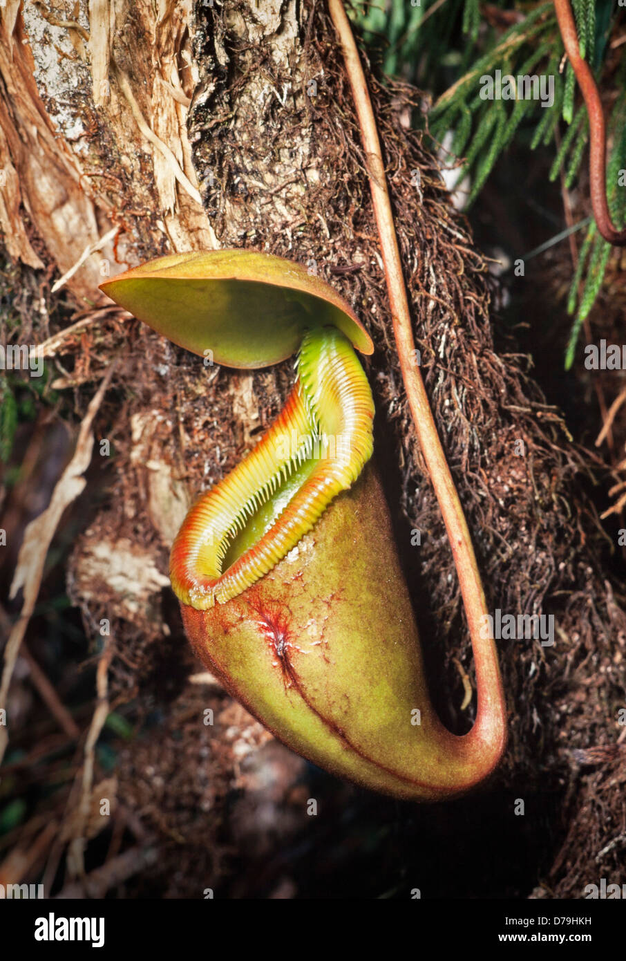 Nepenthes Rajah Life Cycle
